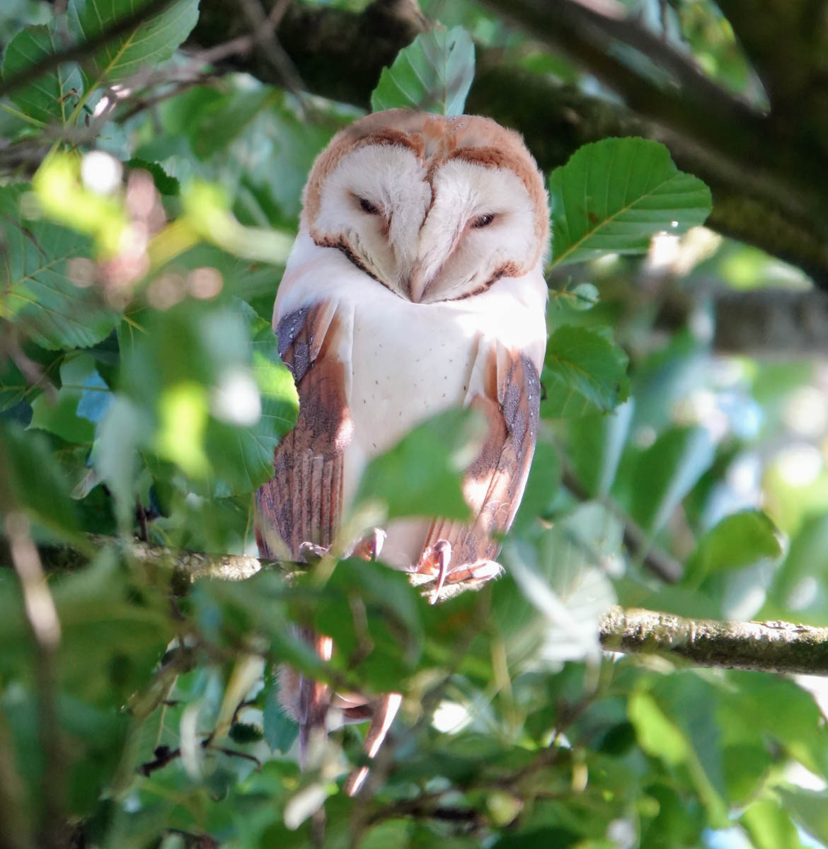 Kerkuil bij daglicht - Fûgelwacht Grou